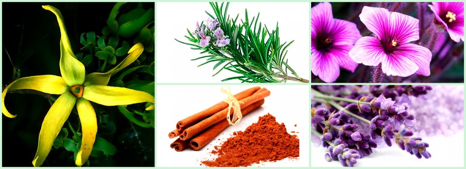 Perfume também decora. Saiba como usar os aromas em cada ambiente | Proma